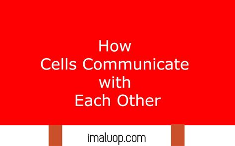 How Cells Communicate With Each Other Imaluop Imaluop