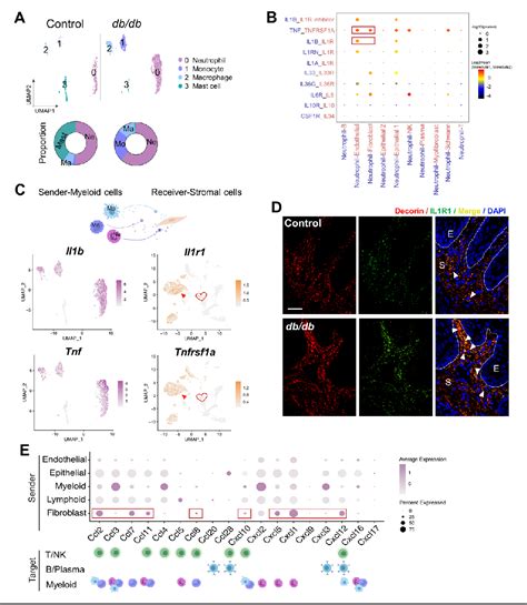 Figure 5 From Single Cell Transcriptomic Atlas Of Gingival Mucosa In