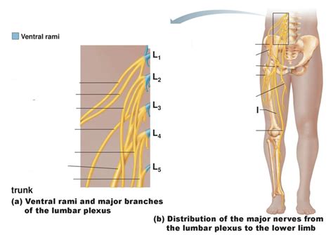 Nerves Of The Lower Limb Diagram General Wiring Diagr