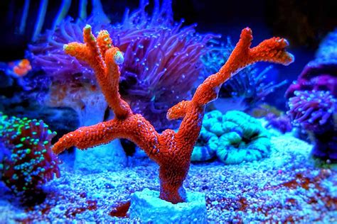 25 Different Types Of Coral Species
