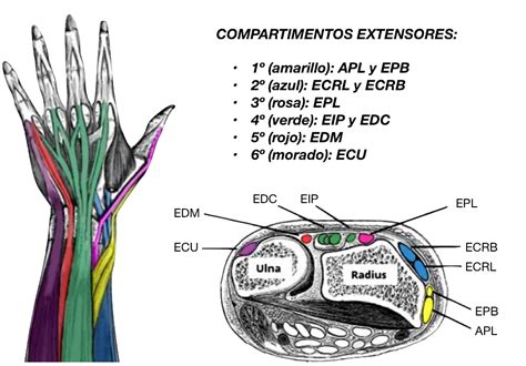 Tendinitis De Los Extensores De La Muñeca Y Dedos Synergia
