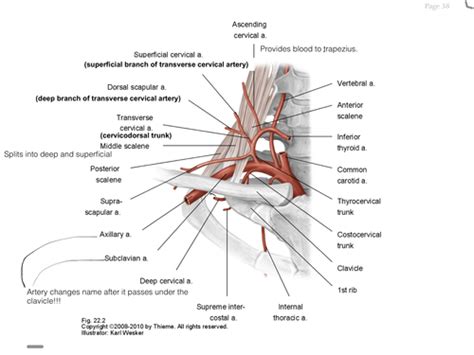 Anatomy Week 9 Neurovascularity Of Neck Flashcards Quizlet