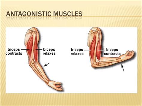 Grade 9 Intra Coordinative System Ppt