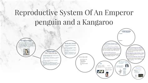 Reproductive System Of An Emperor Penguin And A Kangaroo By Mazz Rowe On Prezi