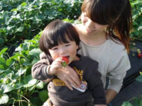 노선버스여행 계절한정 조사이엔에서 딸기 마음껏 따기 체험 및 점심 식사 ｜팜 카페의 신선한 딸기 소프트 아이스크림 포함