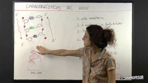 Descubre El Significado De Las Siglas Adn Todo Lo Que Necesitas Saber