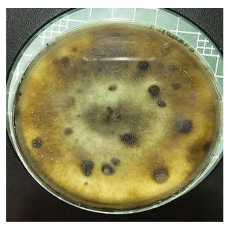 The Macroconidia Of Colletotrichum Musae Download Scientific Diagram