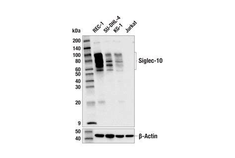 Siglec 10 E1d7s Xp® Rabbit Mab Cell Signaling Technology