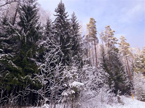 Beginning Of Winter First Snow On Tree Branches Along Road Stock Photo Image Of Grass