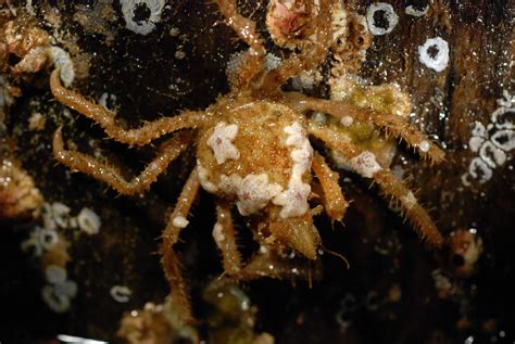 The Crab That Decorates Itself Animals Around The Globe