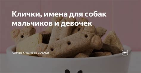 Клички имена для собак мальчиков и девочек самые красивые собаки Дзен