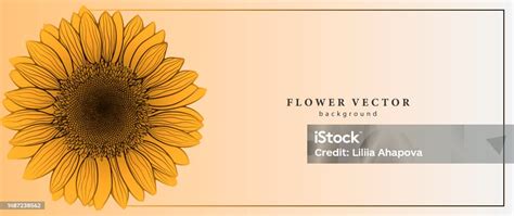 노란 해바라기 꽃이 있는 밝은 여름 벡터 배경 텍스트 사진 엽서 명함 졸업장 및 프리젠테이션을 위한 꽃 배경 0명에 대한 스톡 벡터 아트 및 기타 이미지 Istock