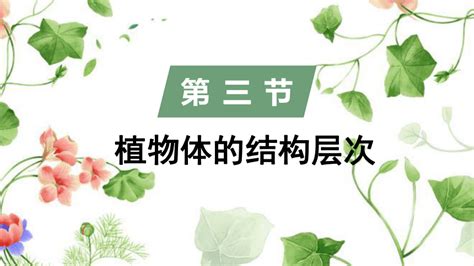 [生物]植物体的结构层次课件 共23张ppt 人教版生物七年级上册 课件下载预览 二一课件通