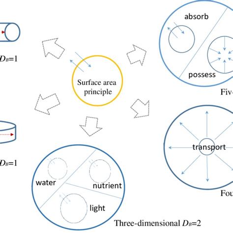 Five Biological Spatial Growth Optimization Modes From Prokaryotes To