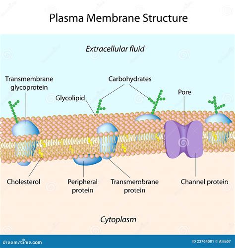 Plasma Membrane Stock Image Image 23764081