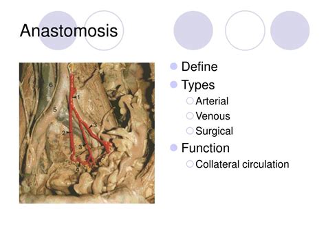 Ppt Cardiovascular System Powerpoint Presentation Free Download Id