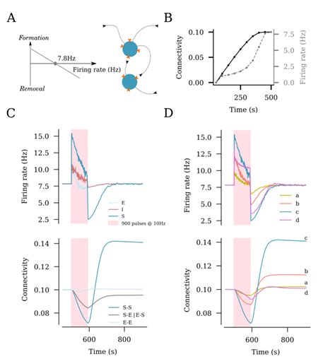 Rtms Induces Structural Remodeling Of Stimulated Networks Download Scientific Diagram