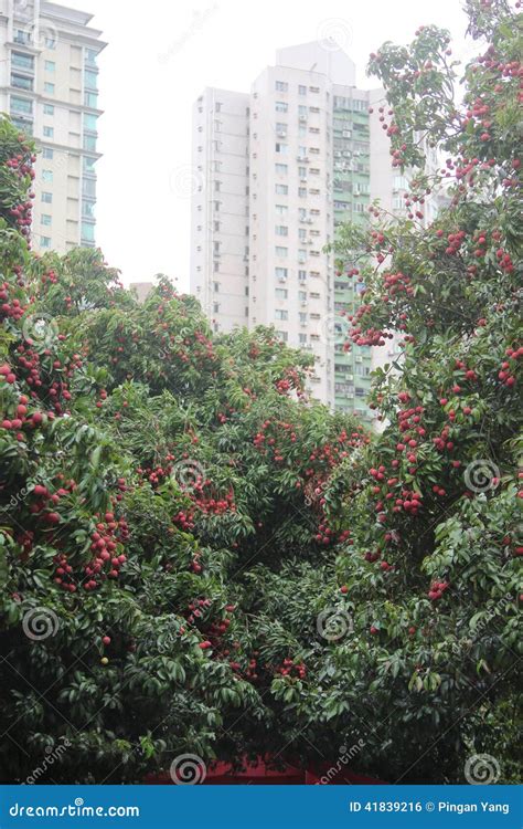 A Tree Full Of Litchi Stock Photo Image Of Lychee Summer 41839216