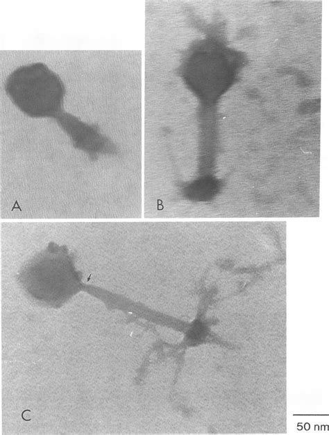 Three Cyanophage Morphotypes Propagated On Synechococcus Sp Strain
