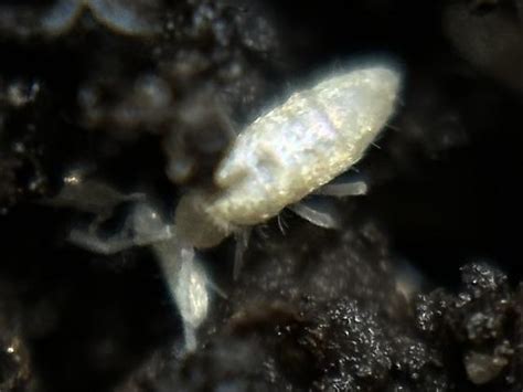 Cyphoderus Sp Pseudosinella Bugguidenet