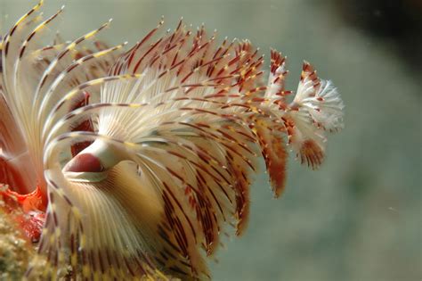 Are Christmas Tree Worms Decomposers