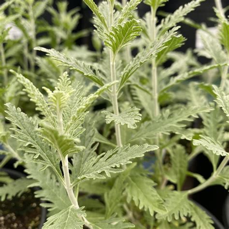 Russian Sage Leaves