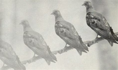 Grieving The Passenger Pigeon Into Existence Again The Mit Press Reader
