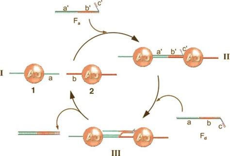 Reversible Aggregation Of Dna Modified Gold Nanoparticles Using Fueling