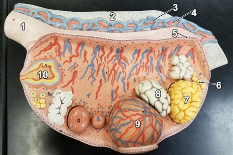 Flashcard Set Key Terms In Female Reproductive Anatomy Flashcards Quizlet
