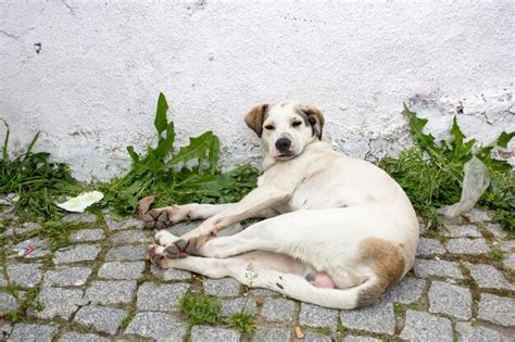 Premium Photo | Stray dog. derelict, forlorn, alone dog outdoor.