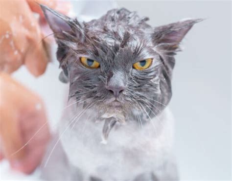 Your Kitty Would Like Some Of The Good Stuff Cat Crack Catnip Thewellthieone