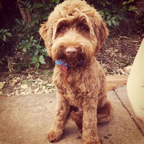 Labradoodle Groom Labradoodle Grooming Australian Labradoodle