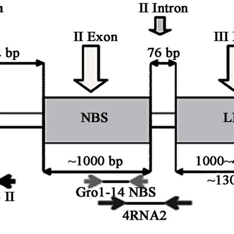 Exon Intron Organization Of Gro 1 Genes With The Position Of Designed Download Scientific