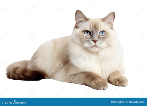 Mekong Bobtail Cat Black Silhouette Generative Ai Cartoon Vector 315300299