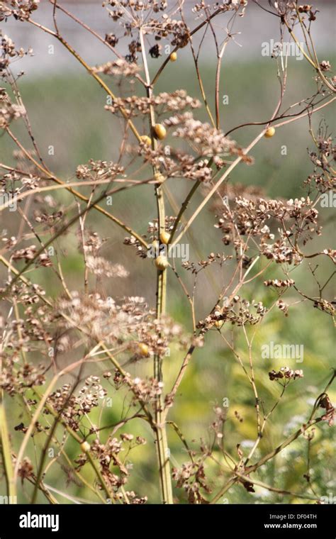 Wild Parsnip Gone To Seed It Is An Invasive Plant Poisonous And Can Cause Severe Injury To