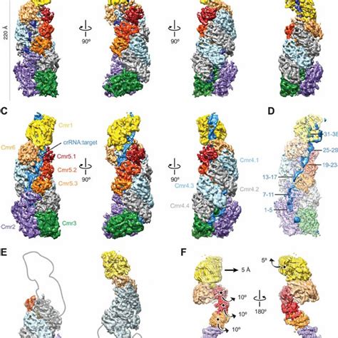 Architecture Of The Native Crrna Bound Apo And Ssrna Target Bound Cmr Download Scientific