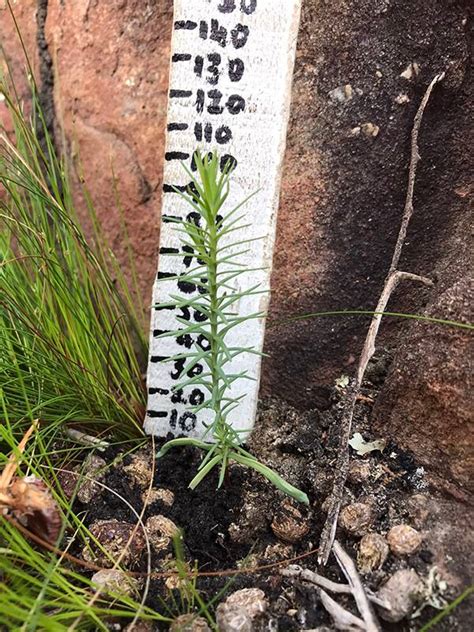 Sustainable Ceder Planting Day In Collaboration With Cape Nature Sustainable Ceder