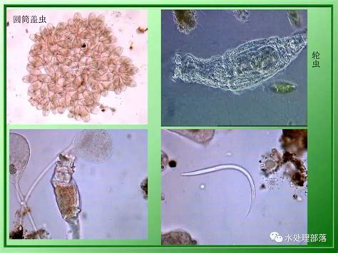 这83页的ppt把活性污泥法工艺设计都说透了 搜狐汽车 搜狐网