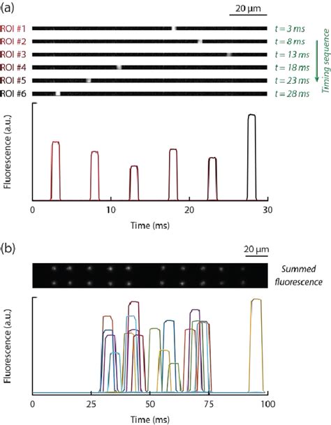 Temporal Characterization Of Optical Stimulation A 6 Rois