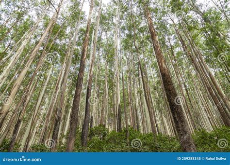Beautiful Natural Woods Pattern Formed By Eucalyptus Trees In Forest In Gudalur To Ooty Road