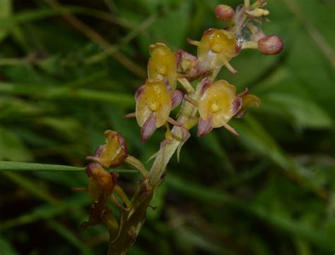 Crepidium Purpureum Eflora Of India