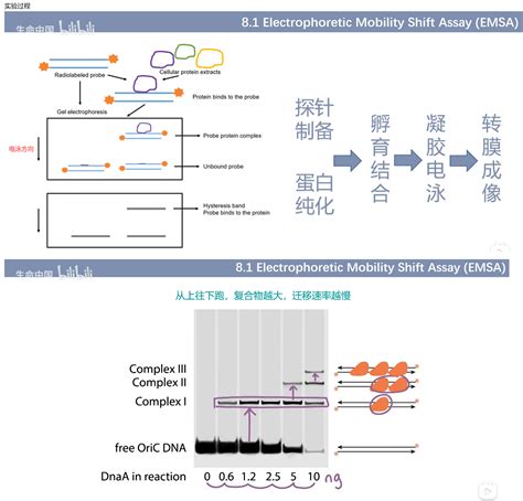 MIT 分子生物学 part1 8 1 电泳迁移率实验EMSA 哔哩哔哩