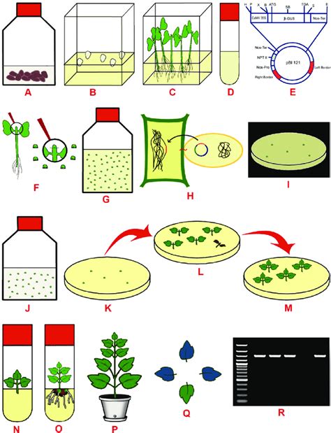 A Modified Agrobacterium Mediated Gene Transfer Protocol For Cotton