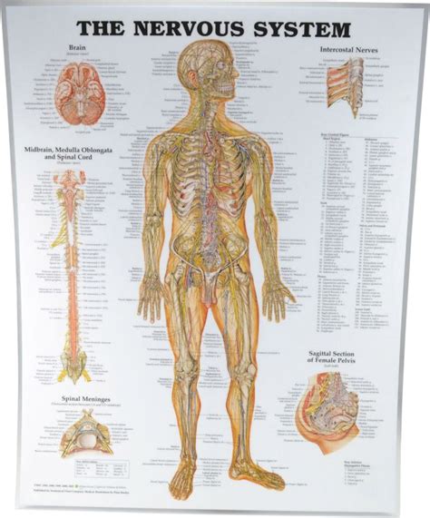 Nervous System Poster X Cm Laminated