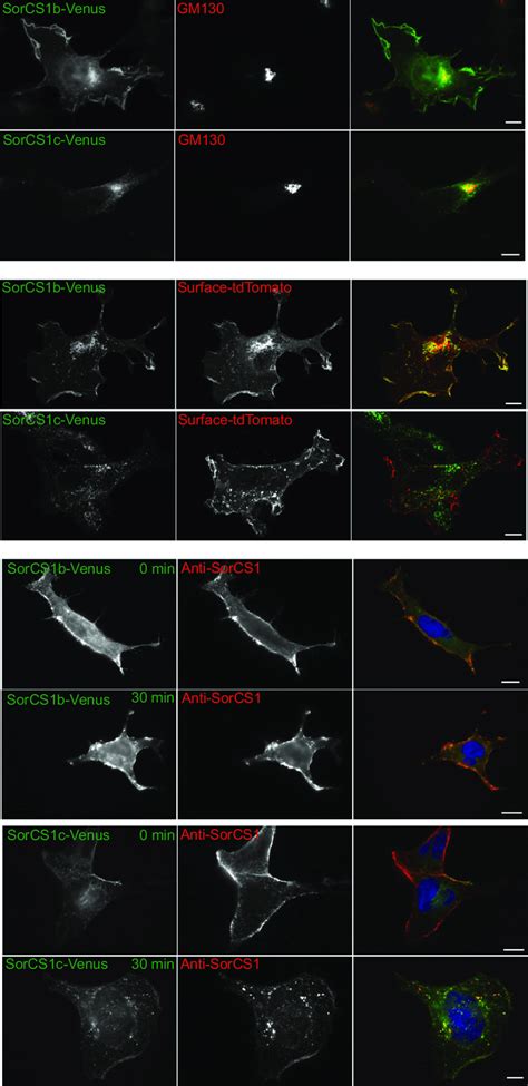 Differential Subcellular Localization And Internalization Capacities Of Download Scientific