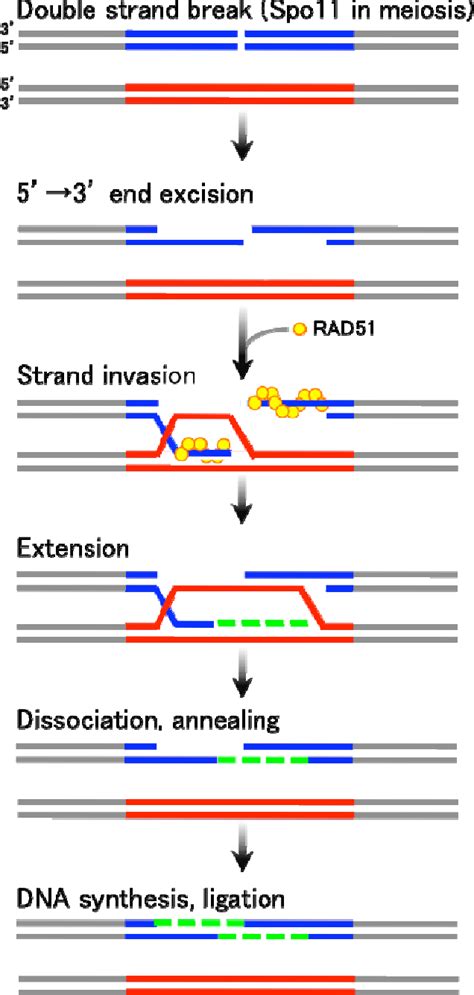 Figure 1 From Genetic Diversification By Somatic Gene Conversion Semantic Scholar