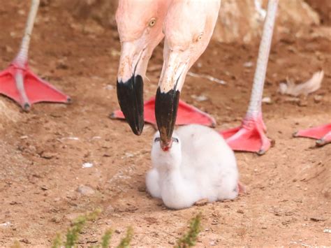 Same Sex Flamingo Couple Successfully Hatch A Chick