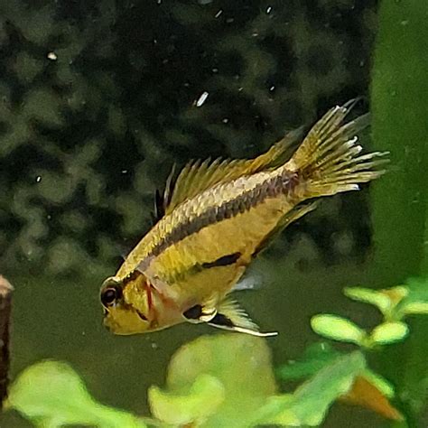 Apistogramma Trifasciata Aggression R Apistogramma
