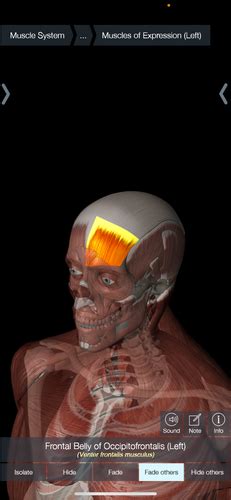 QUIZ 2 FACE SCALP AND INFRATEMPORAL FOSSA Flashcards Quizlet