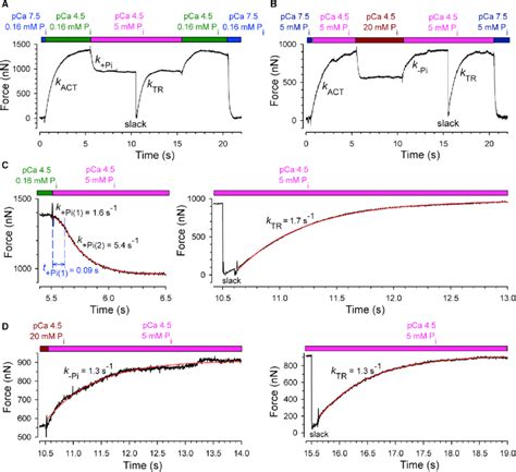 Examples Of Experimental Protocols And Analysis Of Force Transients